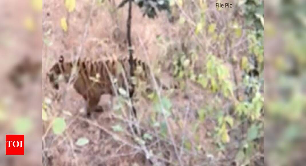 Tiger experts expected to reach Jhabua to locate wild cat | Indore News ...