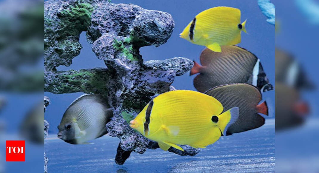 Learn how to rear ornamental fish at fest | Bengaluru News - Times of India