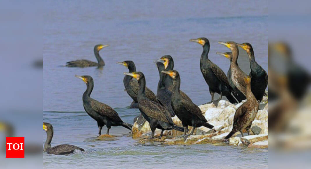 Migratory birds return to their favourite haunts | Delhi News - Times ...