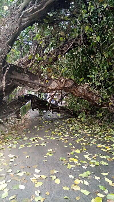 Tree uprooted - Times of India