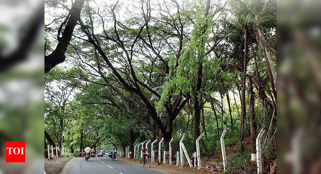 Over 50% of trees in Mumbai of foreign origin | Mumbai News - Times of ...