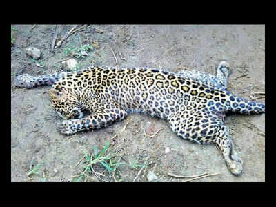 61 leopards met unnatural death over past four years in Karnataka ...