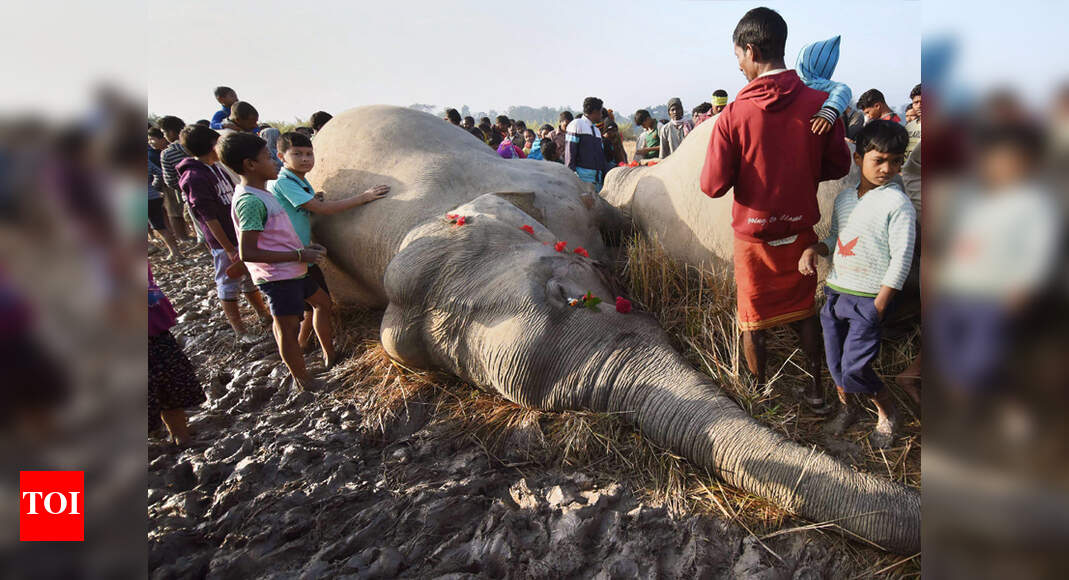 Assam: In Assam, 40 elephants die in 100 days as man-animal conflicts ...