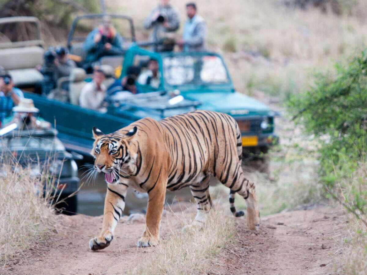 Tiger spotting in Bandhavgarh in Madhya Pradesh | TimesTravel
