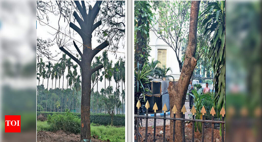 3 months after HC order, Metro trees get new homes | Kolkata News ...