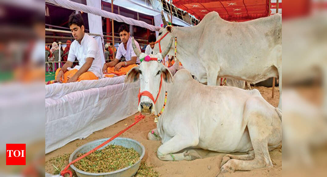 Good money allures many into cow smuggling in Mewat | Jaipur News ...