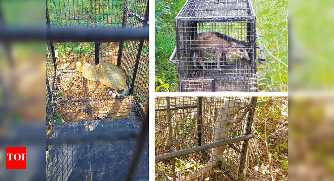 University Of Hyderabad: UoH lays traps to catch stray dogs, ends up ...