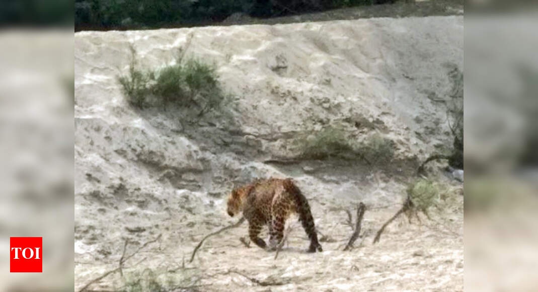 Panther attacks 5 villagers in Barmer | Jaipur News - Times of India