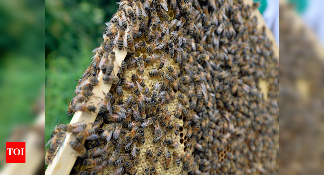 Schoolteacher, five kids injured in bee attack | Indore News - Times of ...