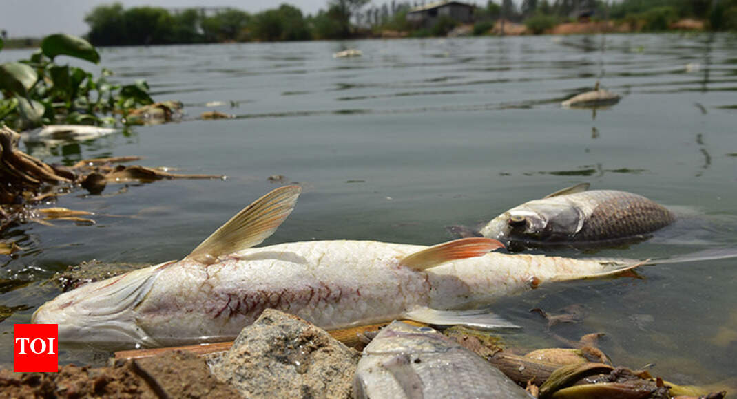 CIFT develops rapid detection kit to test fresh fish contamination in ...