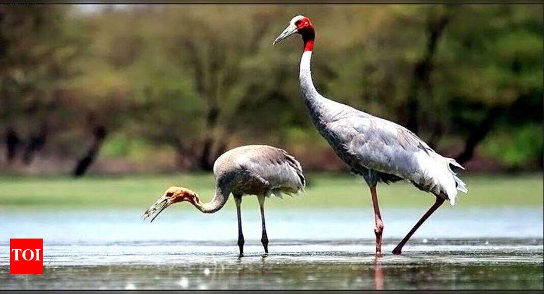 Soor Sarovar Bird: In a first, 10 sarus cranes spotted in Soor Sarovar ...