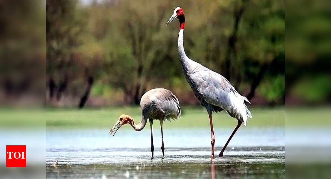 In a first, 10 sarus cranes spotted in Soor Sarovar Bird Sanctuary ...