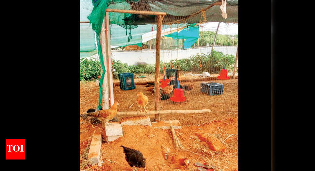 Poultry gets hormone taint, but organic way needs official stamp ...