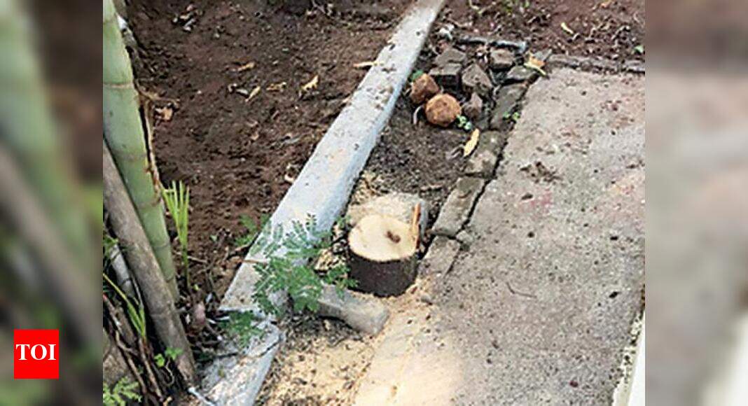 Sandalwood tree thieves strike at Council Hall | Pune News - Times of India