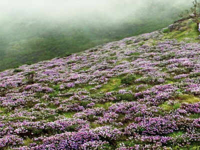 Munnar set for another Neelakurinji spell | Kochi News - Times of India
