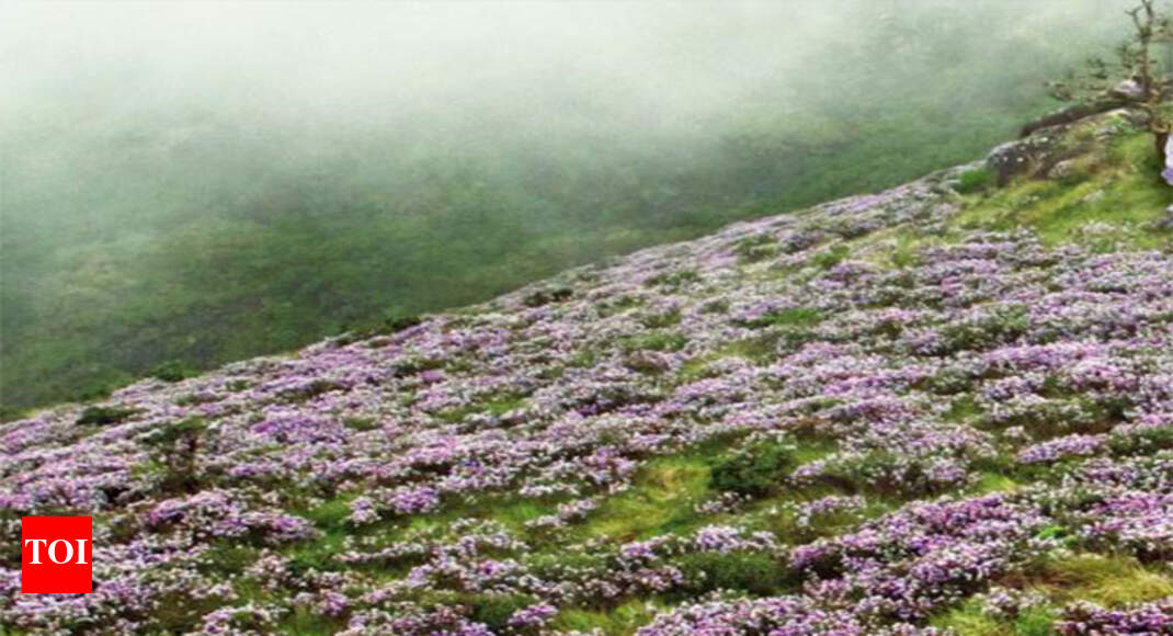 Munnar: Munnar set for another Neelakurinji spell | Kochi News - Times ...