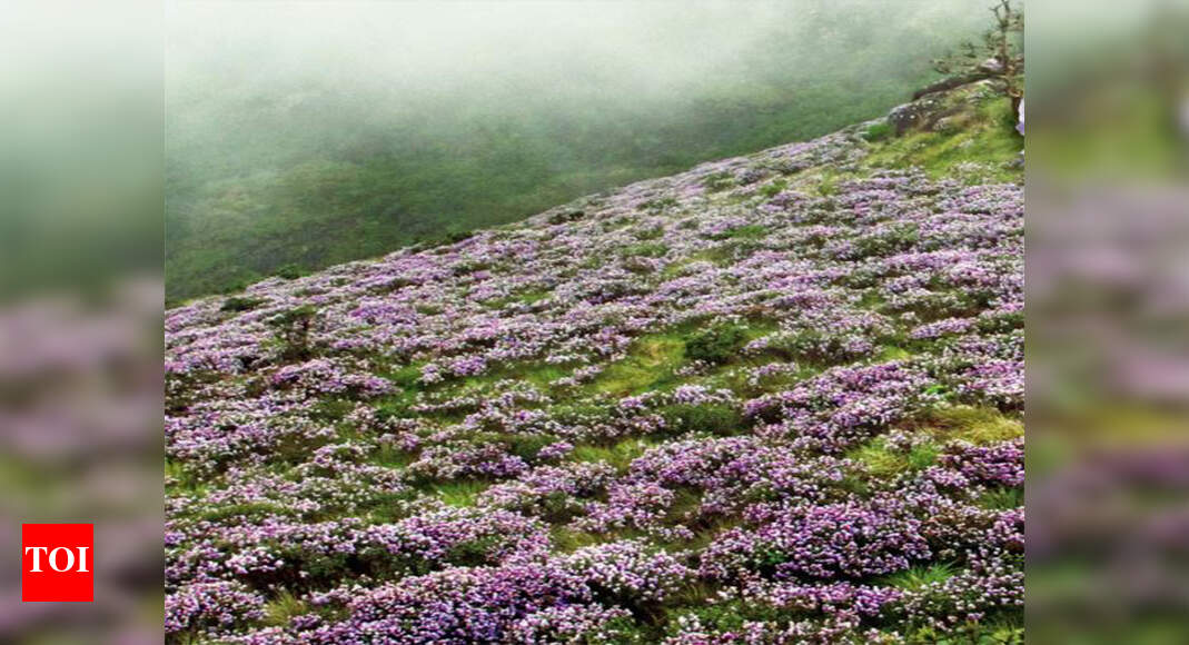 Munnar: Munnar set for another Neelakurinji spell | Kochi News - Times ...