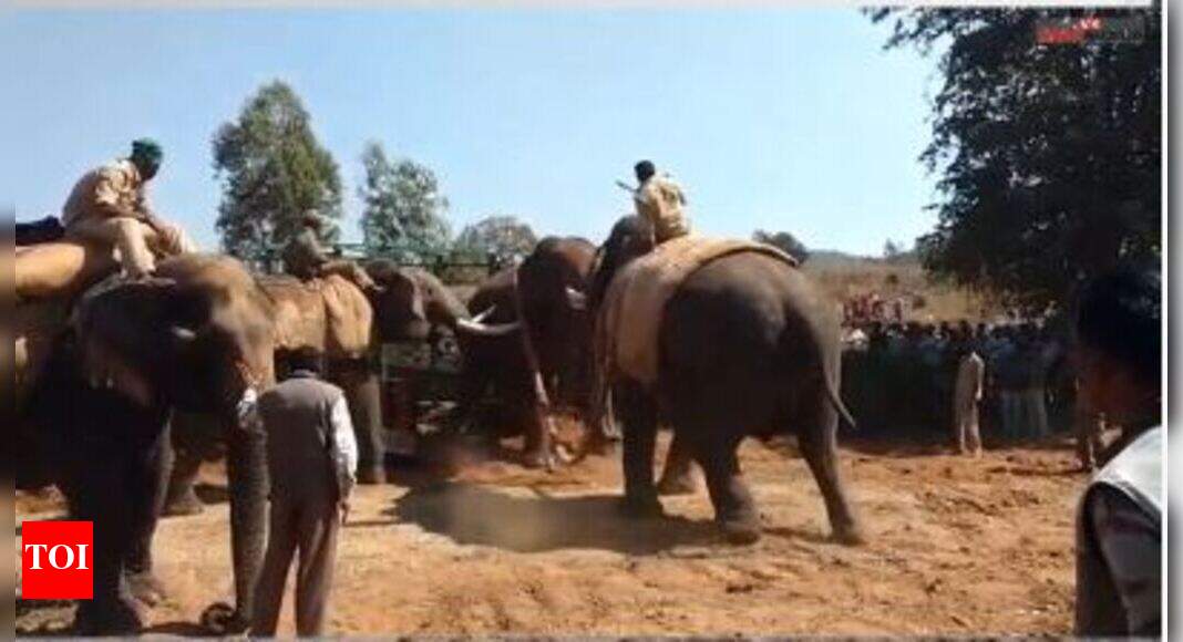 Wild elephant captured by the help of trained tuskers | Bengaluru News ...