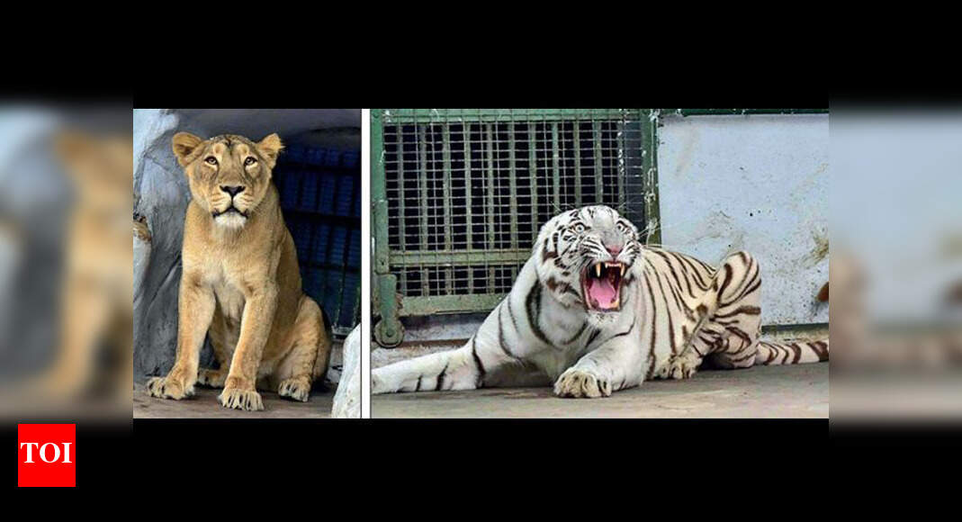 Ahmedaabd zoo gets lioness, white tiger | Ahmedabad News - Times of India