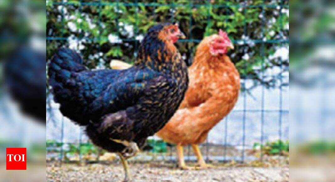 Roosters within GMC get health minister’s goat | Goa News - Times of India