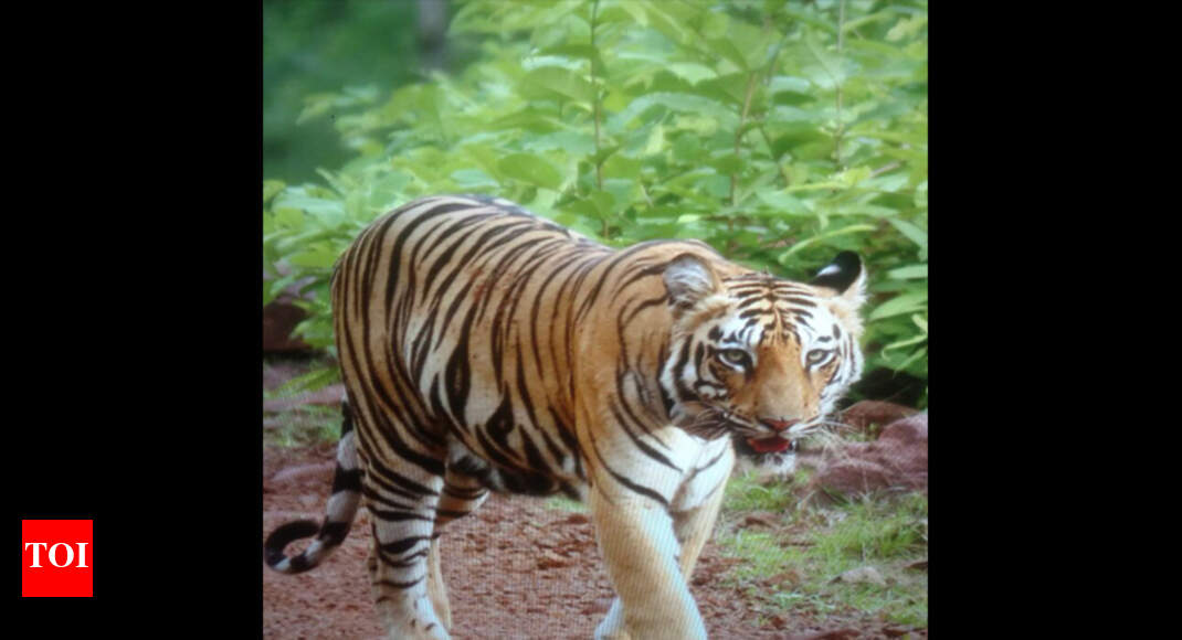 In a 1st, radio-collared Kolsa tigress travels 110km to Paoni for new ...