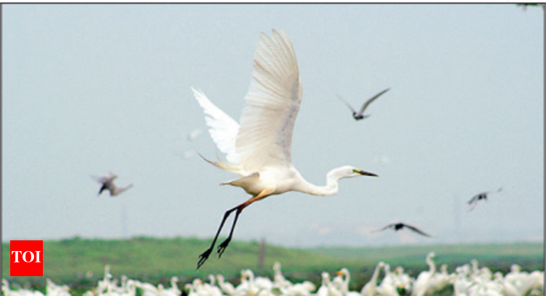 Deepor Beel: Deepor Beel falls prey to picnickers | Guwahati News ...