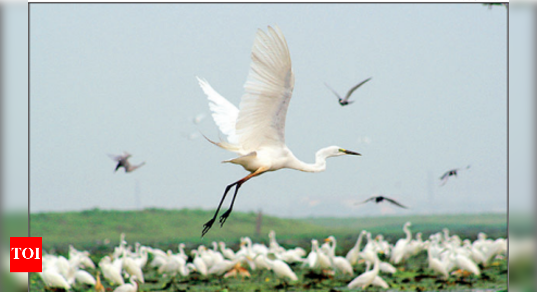 Deepor Beel: Deepor Beel falls prey to picnickers | Guwahati News ...