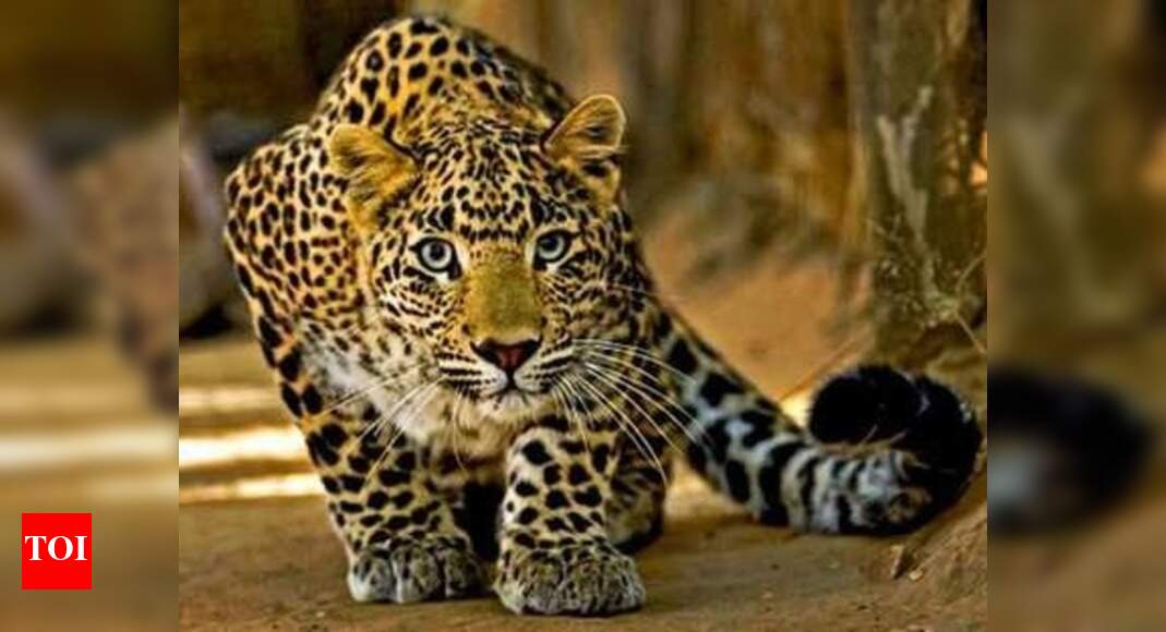 NGO: NGO holds camp on rescuing leopards from well, focuses on crowd ...