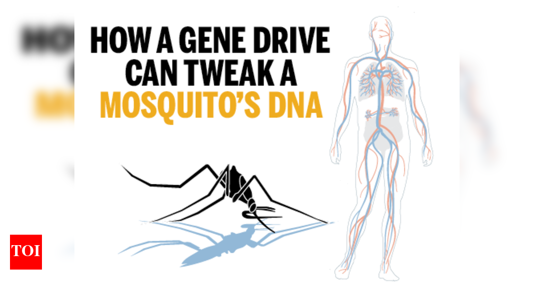 Infographic: How gene editing could soon combat malaria - Times of India