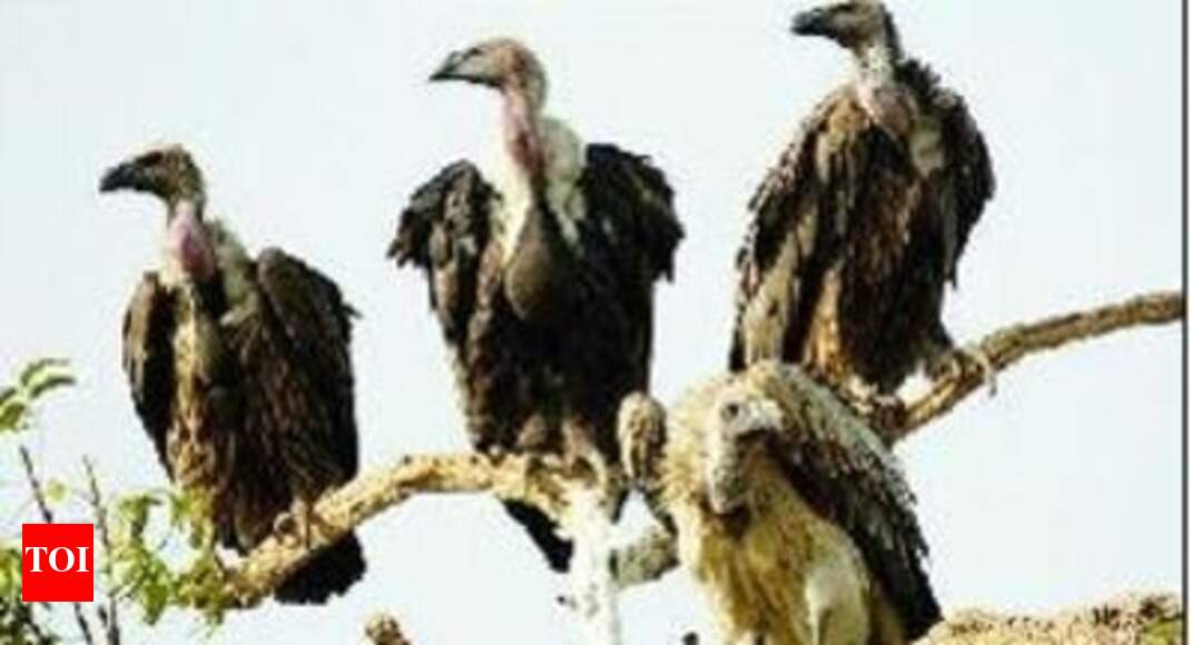 Long-billed vulture population on the decline in India, reveals ...