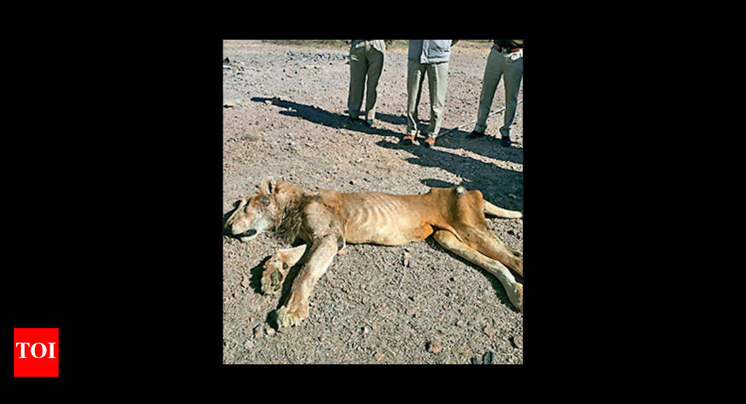 Rajasthan’s oldest lion in captivity passes away at the age of 21 ...