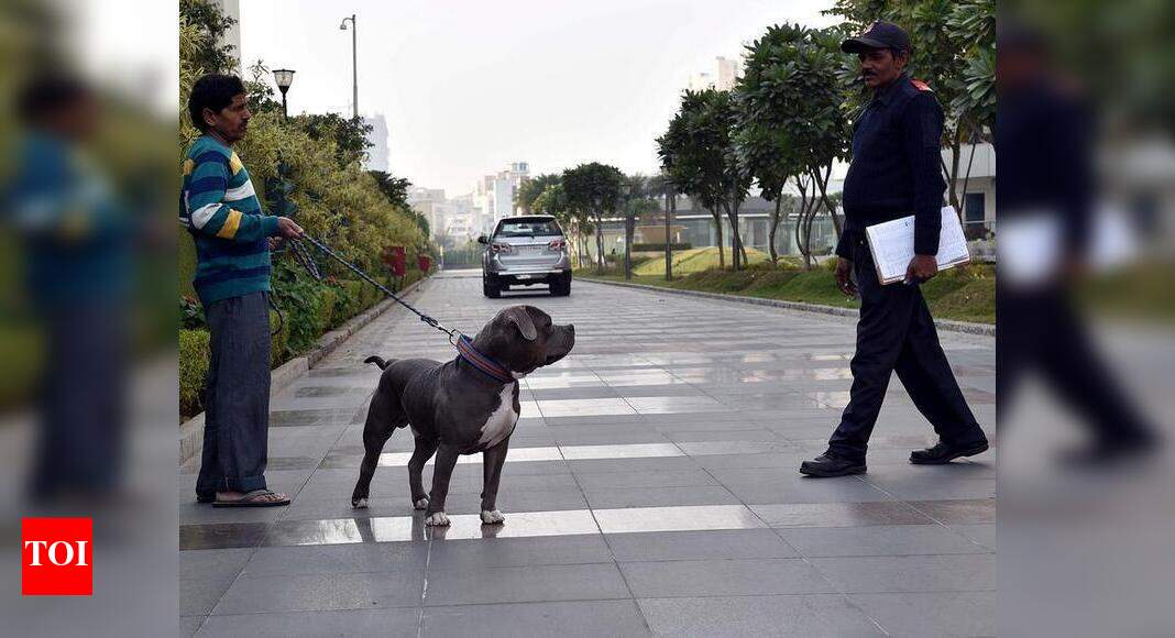 Missing American Bully’s owner claims dog breeder’s behind snatching ... Missing American Bully’s owner claims dog breeder’s behind snatching ...