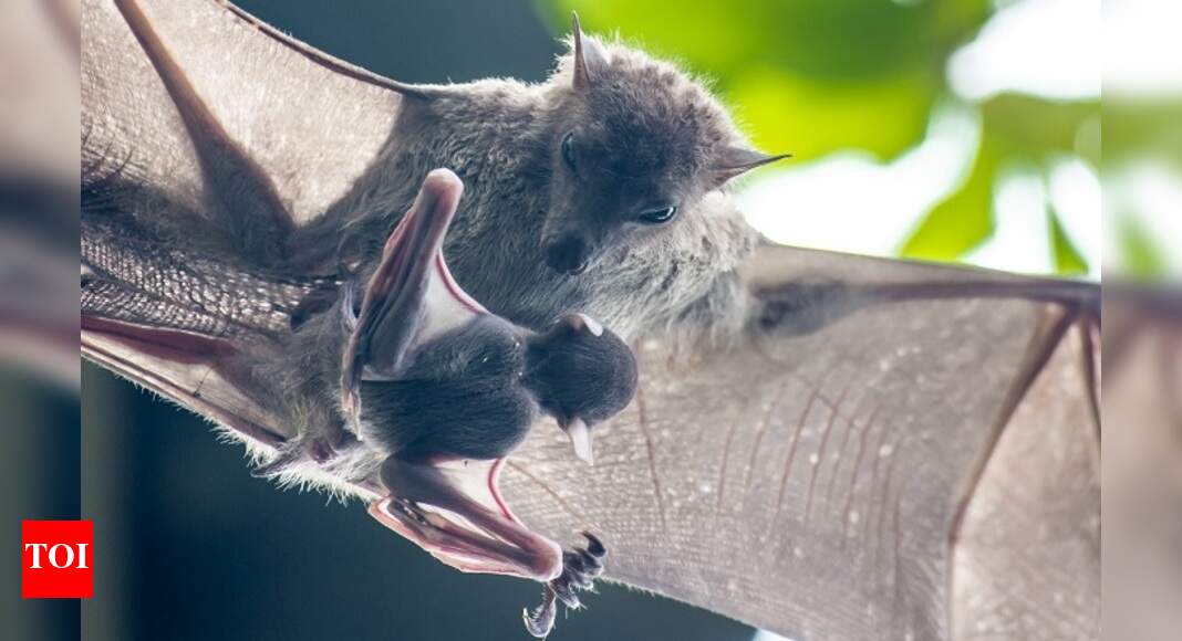 Student makes a pertinent point with 'bat picture' | Kolkata News ...