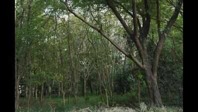 666 trees face axe for DC office complex project | Mangaluru News ...
