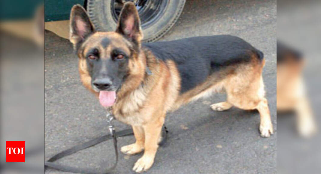 Jimmy: Jimmy, tiger poachers' nemesis, calls it a day | Bhopal News ...