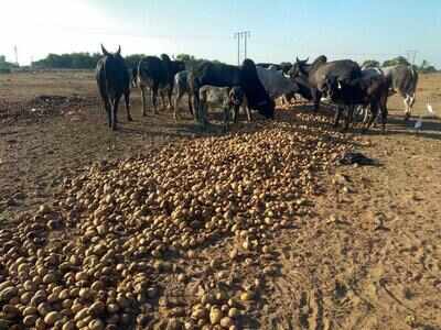 Potato farmers sell in distress | Rajkot News - Times of India