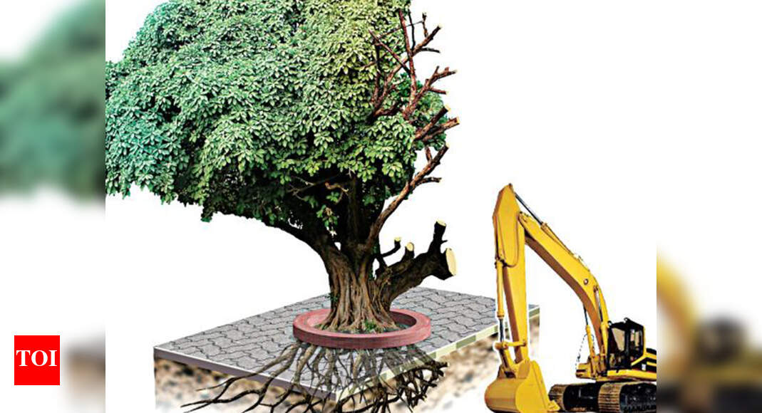 Matri Sadan: Case filed against Matri Sadan for cutting trees ...