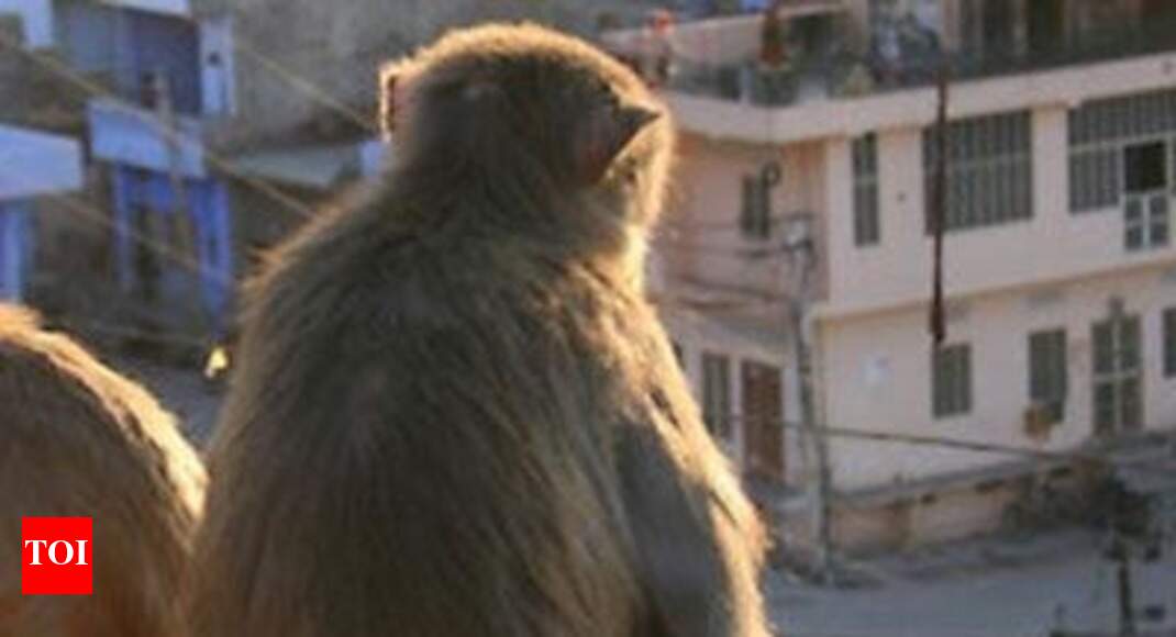 Monkey chokes to death on wires atop building terrace | Thane News ...