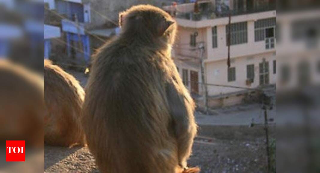 Monkey chokes to death on wires atop building terrace | Thane News ...