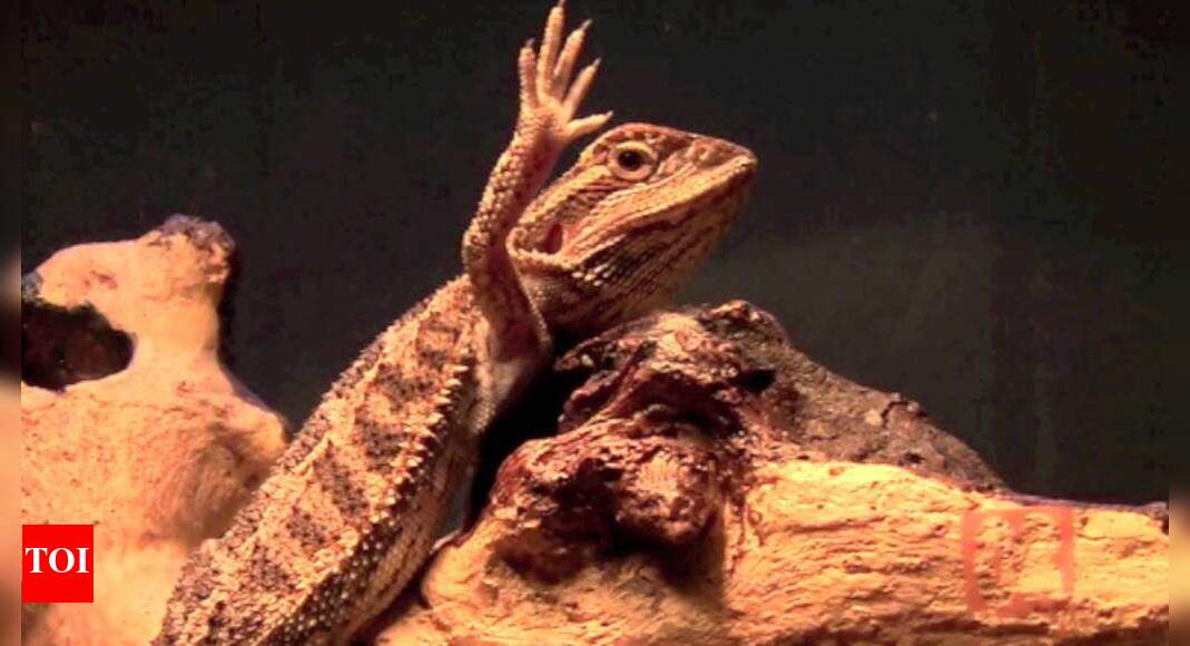 Watch: Video of a lizard waving back at human shocks Internet - Times ...