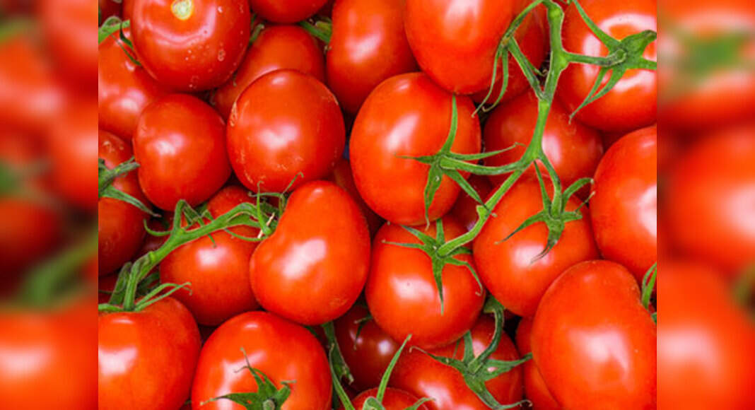 Tomato can help fight stomach cancer! – Food & Recipes