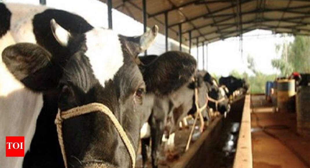 Chilling abuse in dairies leads to 60% reduction in lifespan for milch ...