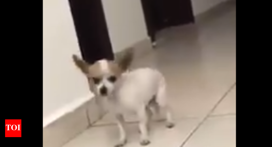 This puppy dancing to his owner’s music is the cutest thing you will ...