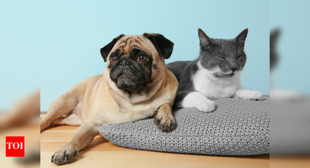 Cats vs. dogs: Who is a better pet? - Times of India
