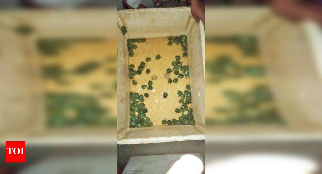 155 exotic turtles rescued from Udhna aquarium shop | Surat News ...