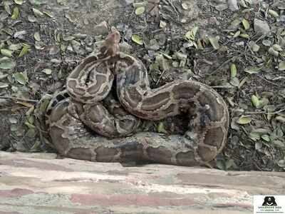 Python: Python rescued from Fatehpur Sikri monument | Agra News - Times ...