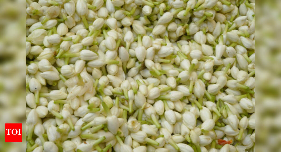 Madurai malli prices touch all-time high | Chennai News - Times of India