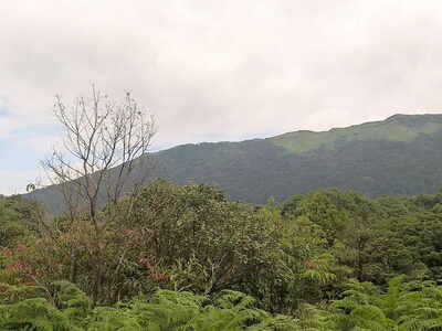 Ghodazari to be newest sanctuary of Vidarbha | Nagpur News - Times of India