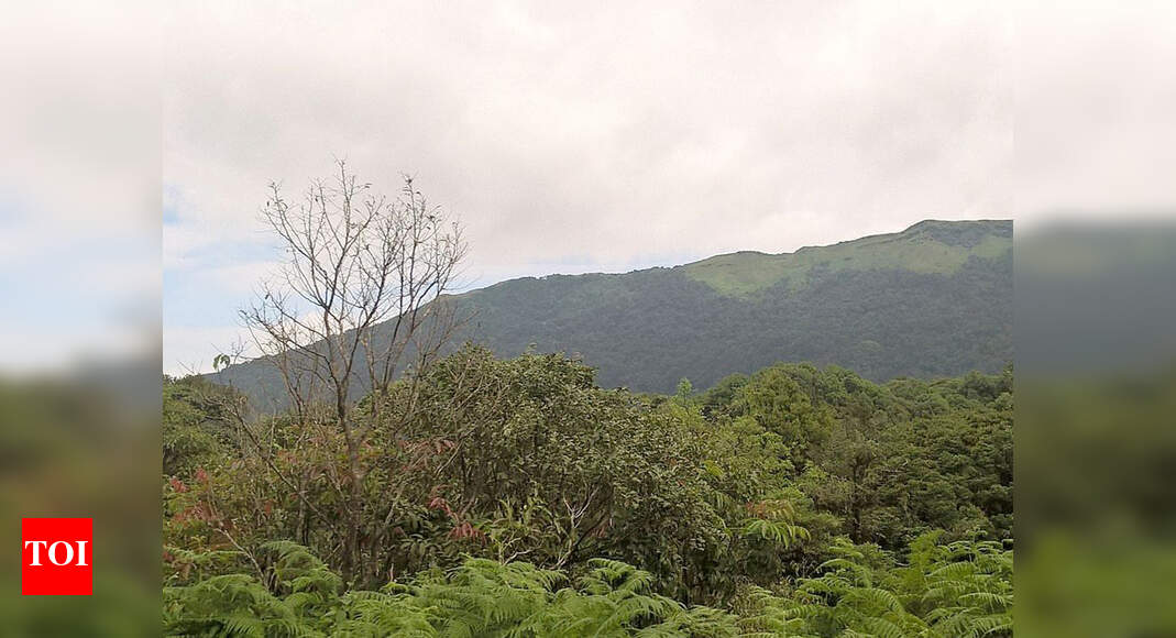 Ghodazari to be newest sanctuary of Vidarbha | Nagpur News - Times of India