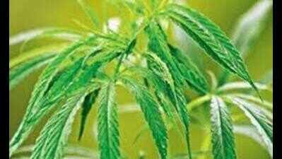Man held for growing four ganja plants on his land in TN | Madurai News ...